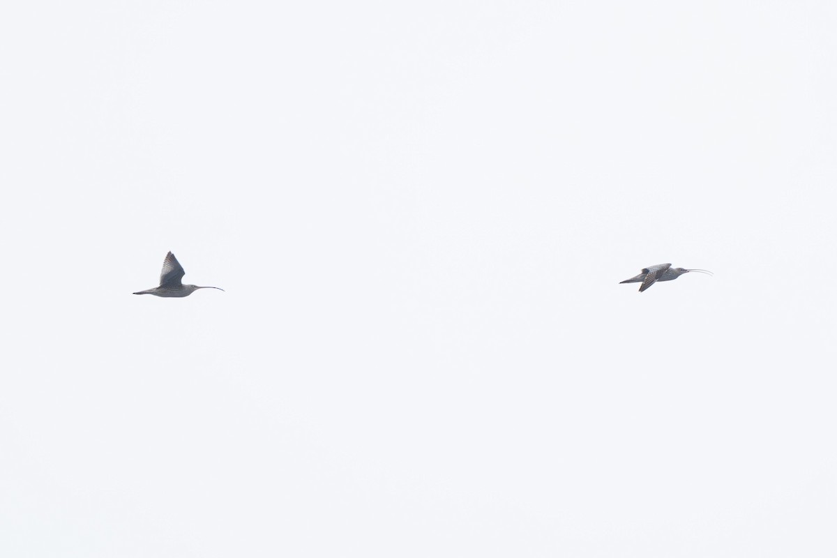 eBird Checklist - 19 Apr 2024 - 宜蘭--南方澳-東澳-南澳海域(Yilan--Nanfang'ao, Dong ...