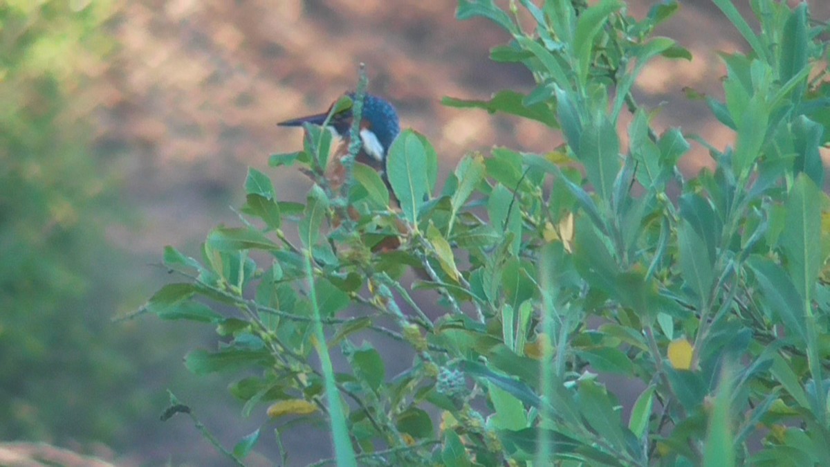 eBird Checklist - 26 Jul 2020 - Chatterley Whitfield, Staffordshire ...