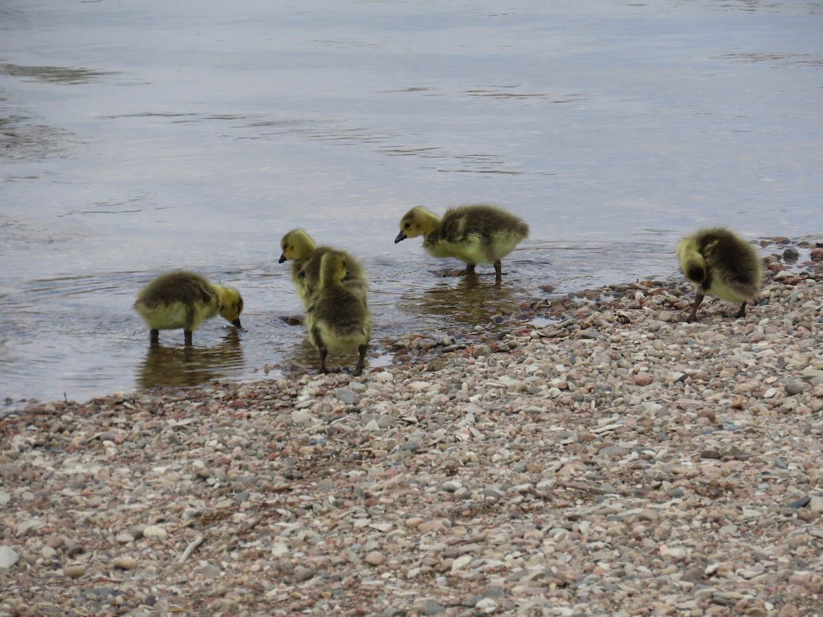 eBird Checklist - 20 Apr 2024 - Lake Pueblo SP--Valco Ponds - 23 species