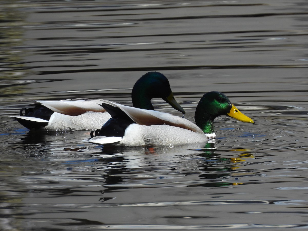eBird Checklist - 21 Apr 2024 - Crepeau Nature Preserve - 22 species