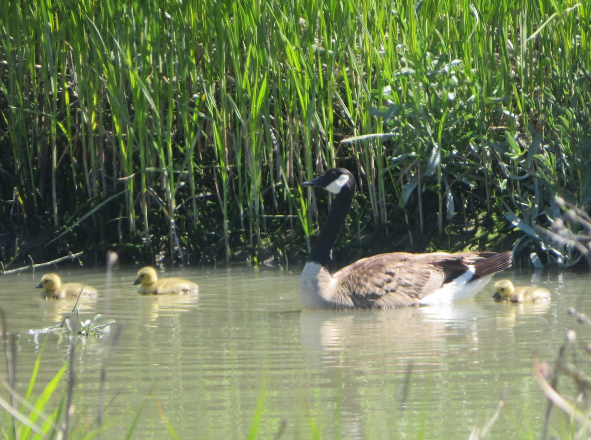 eBird Checklist - 21 Apr 2024 - Palo Alto Baylands - 9 species (+4 ...