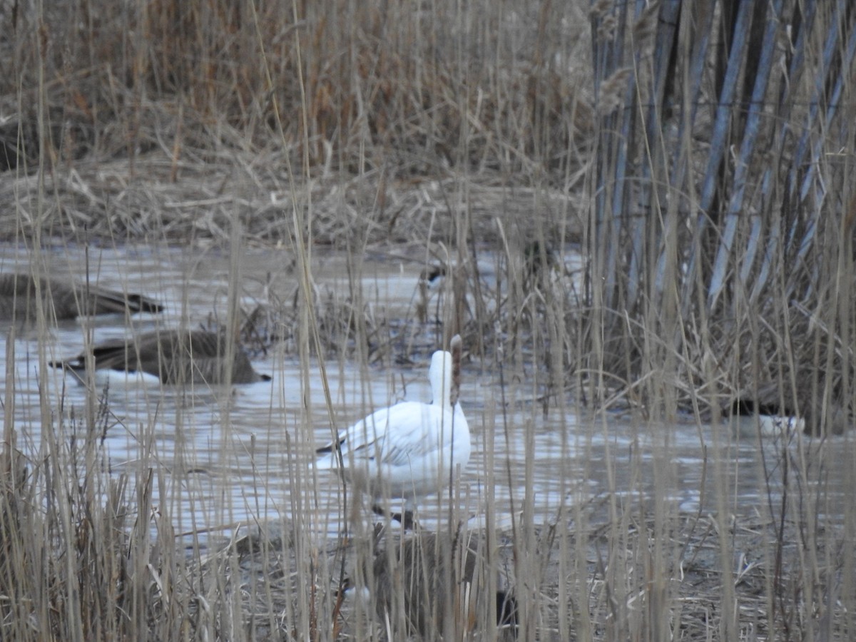 eBird Checklist - 21 Apr 2024 - Tommy Thompson Park - 82 species (+4 ...