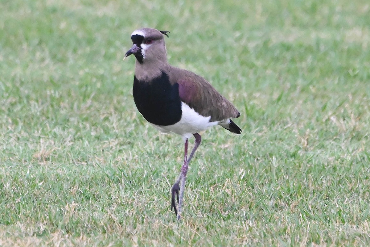 eBird Checklist - 20 Apr 2024 - Llano Grande Golf Course (check in at ...