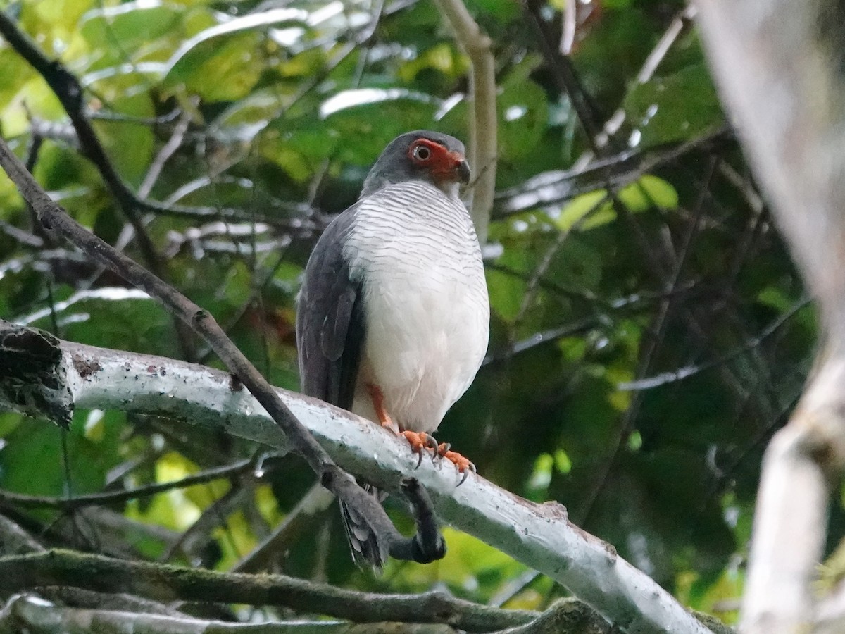 ML617751763 - Cryptic Forest-Falcon - Macaulay Library