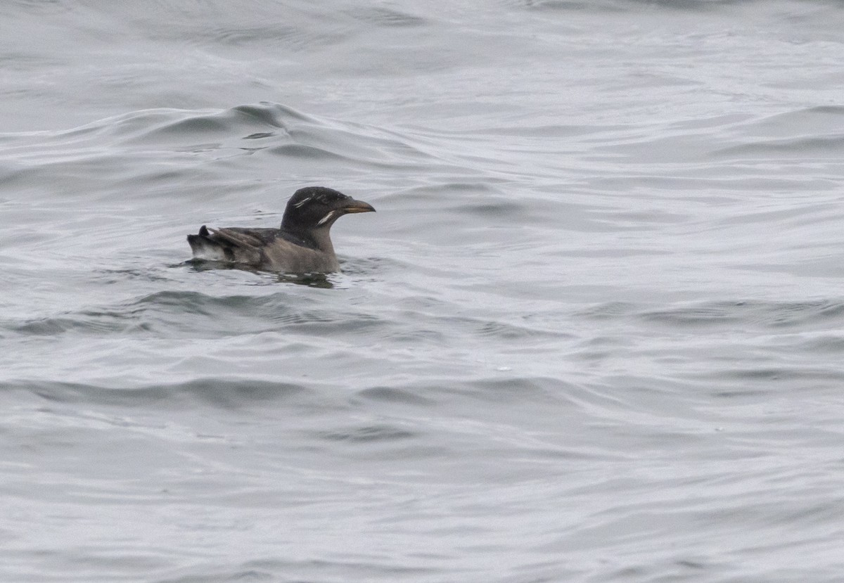 eBird Checklist - 20 Apr 2024 - Santa Barbara Channel--east channel ...