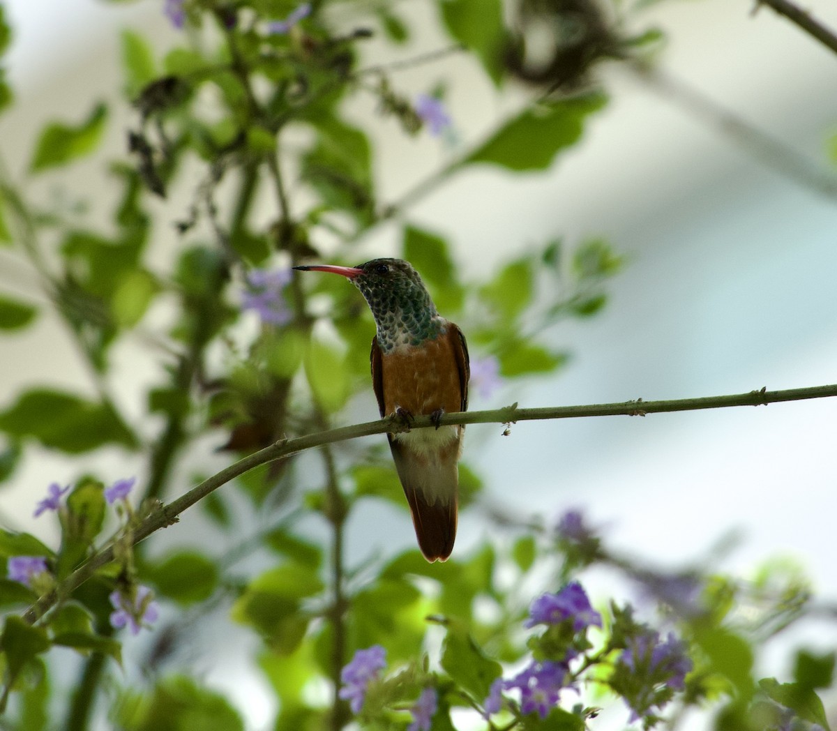 ML617761374 - Amazilia Hummingbird - Macaulay Library