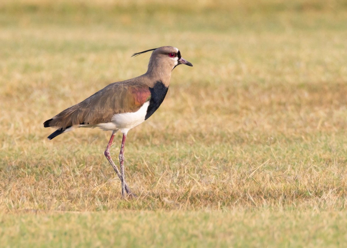 eBird Checklist - 19 Apr 2024 - Llano Grande Golf Course (check in at ...