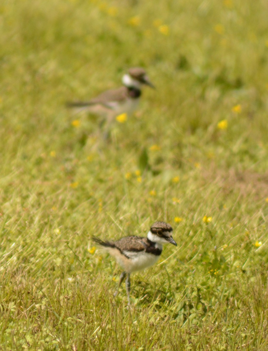eBird Checklist - 21 Apr 2024 - Nonconnah Creek at Halle Stadium - 20 ...