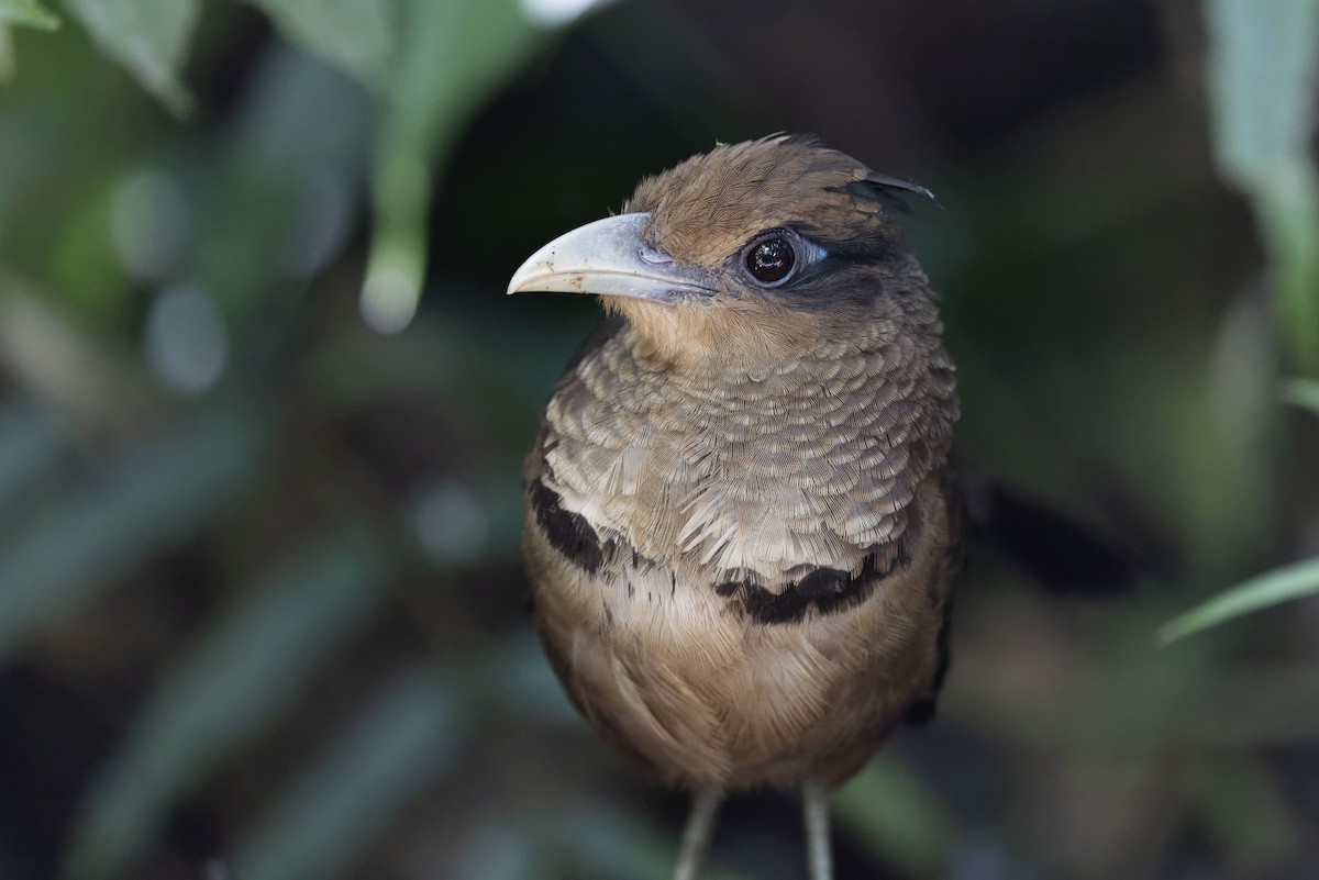 ML617787306 - Rufous-vented Ground-Cuckoo - Macaulay Library