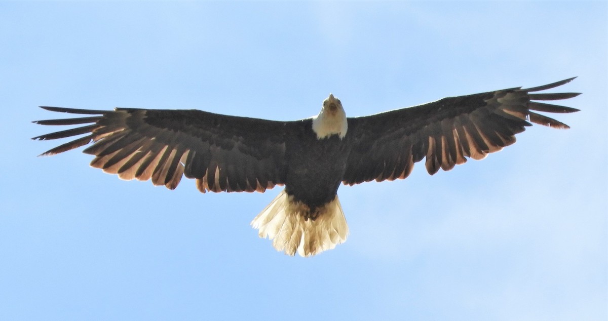 ML61779361 - Bald Eagle - Macaulay Library
