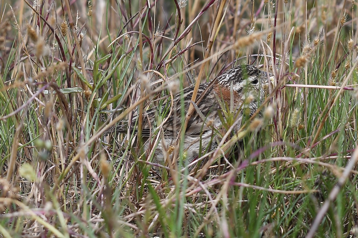 eBird Checklist - 22 Apr 2024 - Yacht Basin Rd., Bolivar - 7 species