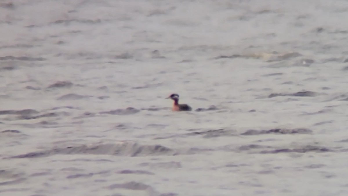 eBird Checklist - 22 Apr 2024 - Lake Alexander - 4 species