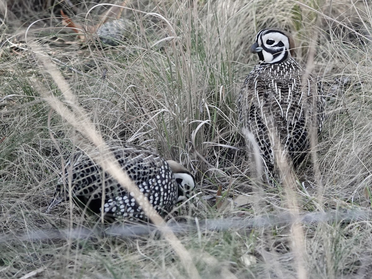 eBird Checklist - 22 Apr 2024 - FR42 between Sunny Flat and SWRS - 1 ...
