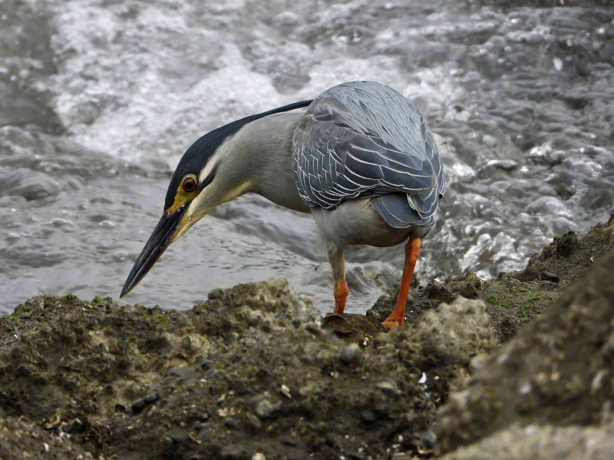ML617817722 - Striated Heron (Old World) - Macaulay Library