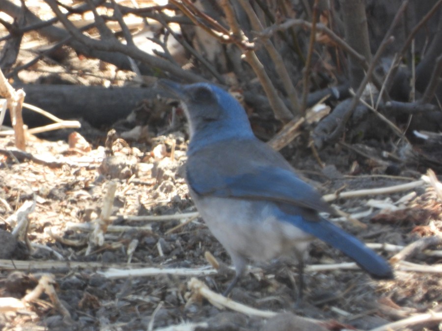 Aphelocoma sp. - eBird