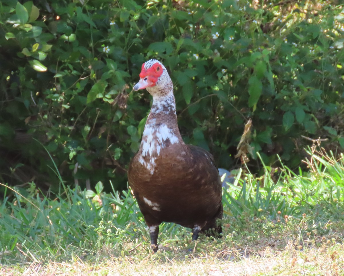 eBird Checklist - 23 Apr 2024 - Lake Ida Park, Delray Beach - 24 ...