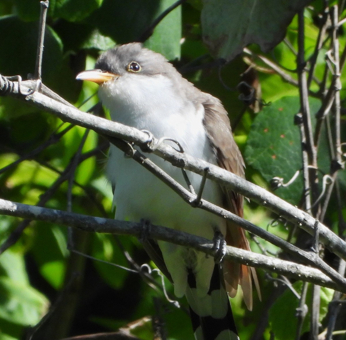 eBird Checklist - 23 Apr 2024 - Peveto Woods--Baton Rouge Audubon ...