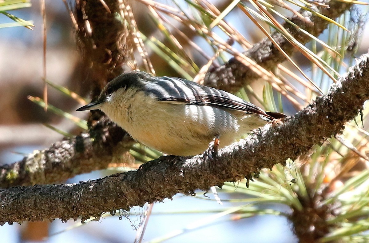 eBird Checklist - 23 Apr 2024 - Spring Creek Bike Loop B, La Grande US-OR 45.33082, -118.31933 ...
