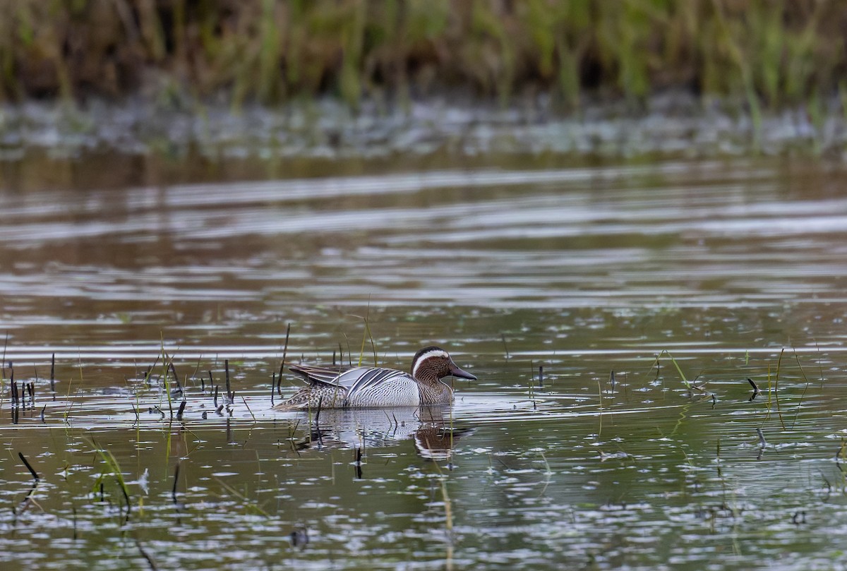 eBird Checklist - 24 Apr 2024 - Brading Marshes RSPB Reserve - 43 species