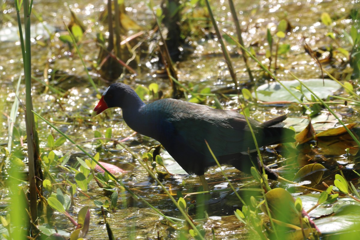 eBird Checklist - 23 Apr 2024 - **Back Bay NWR - 64 species
