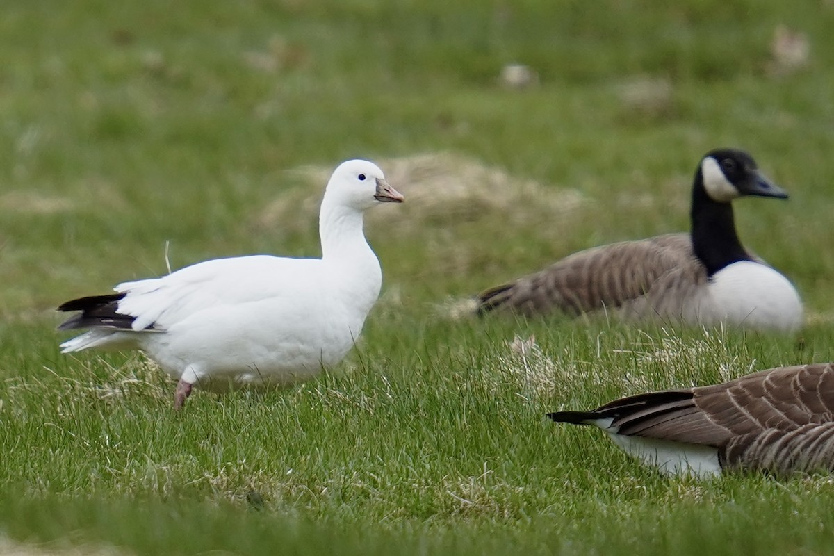 eBird Checklist - 24 Apr 2024 - Adeline's Way, Hancock US-ME (44.5338 ...