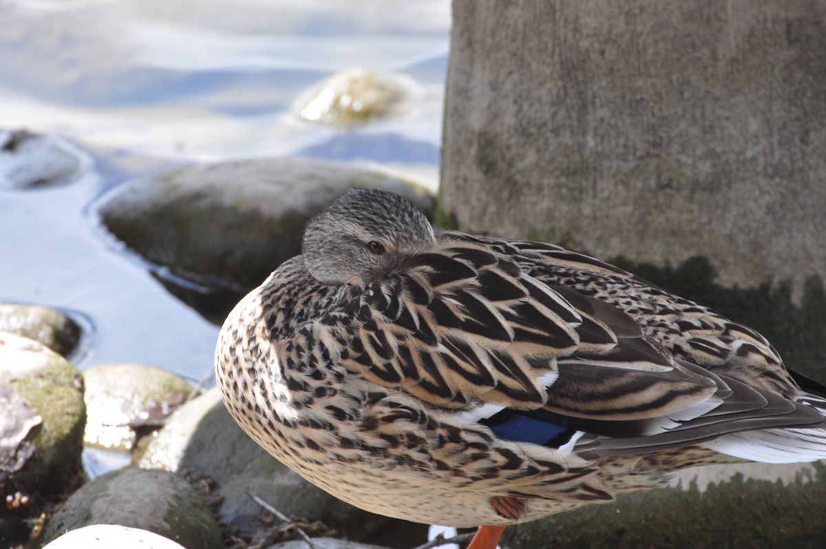 eBird Checklist - 24 Apr 2024 - Ft. Collins City Park and Sheldon Lake ...