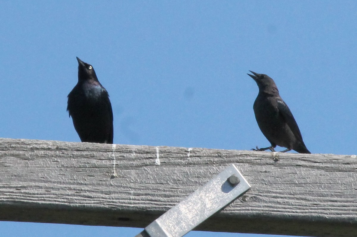 eBird Checklist - 25 Apr 2024 - KK and H Ag. fields - 1 species