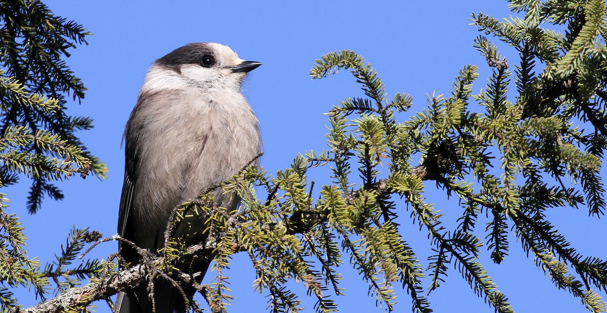 ML617925603 - Canada Jay - Macaulay Library