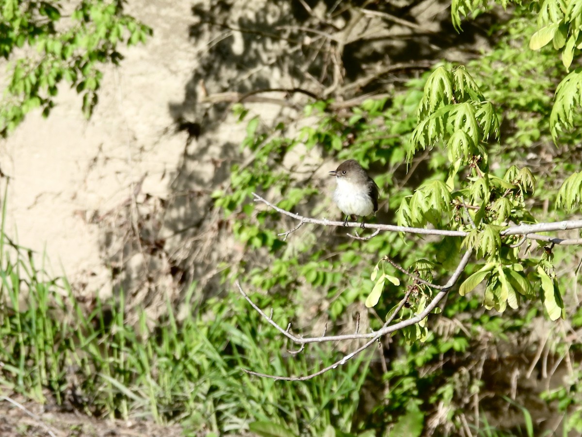 eBird Checklist - 25 Apr 2024 - Glenn Thompson Reserve - 36 species