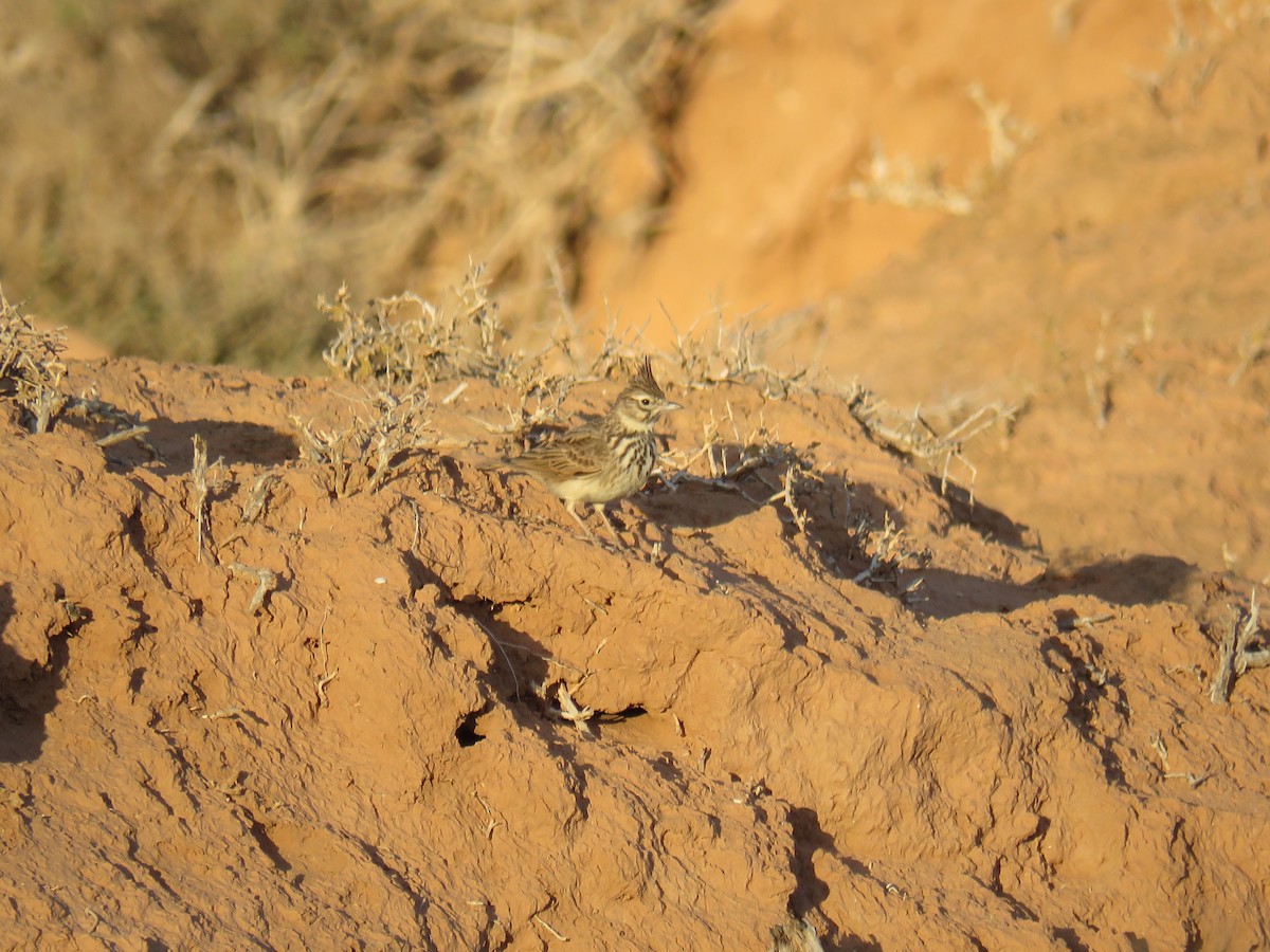 eBird Checklist - 30 Mar 2024 - Oued Bou Issafène-- (amont) - 5 species