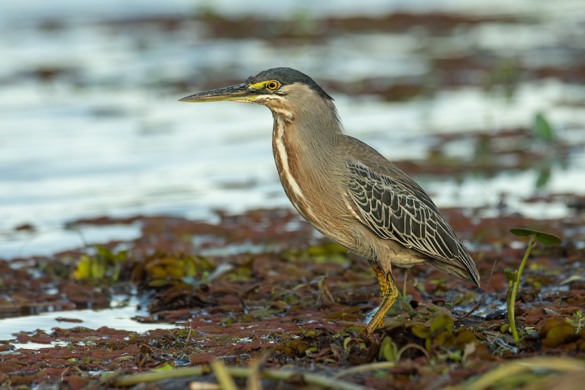 ML617935031 - Striated Heron - Macaulay Library
