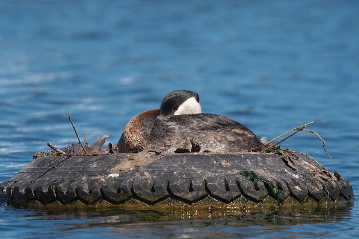 eBird Checklist - 25 Apr 2024 - Oakville--Bronte Harbour - 24 species