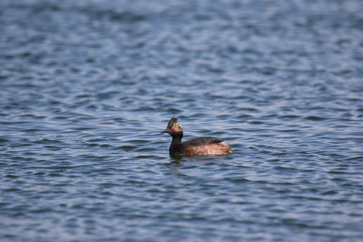 eBird Checklist - 22 Apr 2024 - Mono Lake--South Tufa area - 22 species