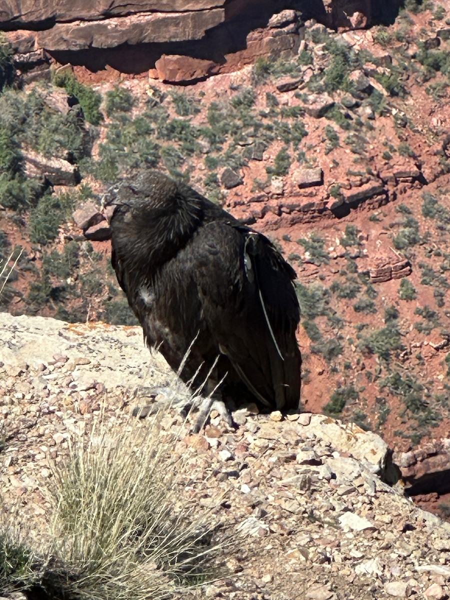 eBird Checklist - 21 Apr 2024 - Grand Canyon NP--South Kaibab Trailhead ...