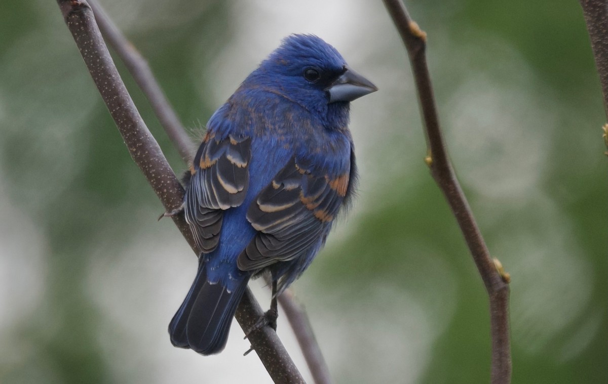 eBird Checklist - 24 Apr 2024 - 107 Ross Rd, Lansing US-NY (42.5684,-76 ...