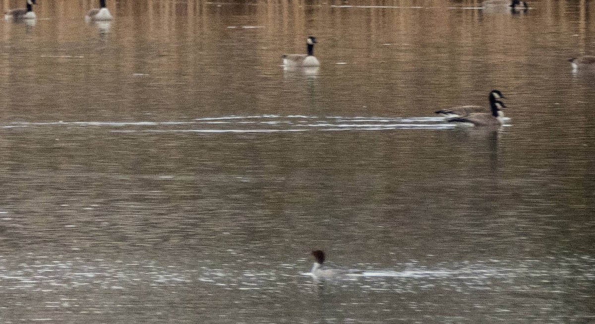 eBird Checklist - 19 Apr 2024 - Ottawa--Lake Avalon - 15 species