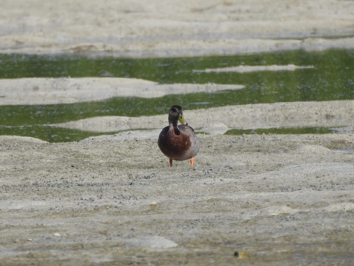 ML617961564 - Mallard (Domestic type) - Macaulay Library