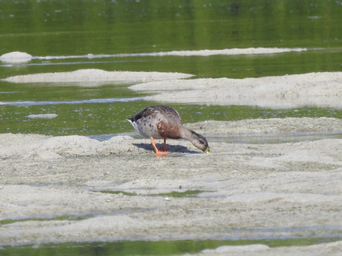 ML617961565 - Mallard (Domestic type) - Macaulay Library