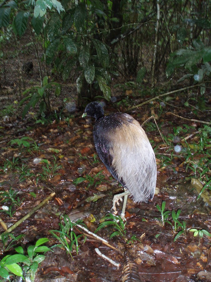 Grey-winged Trumpeter (Napo) - eBird