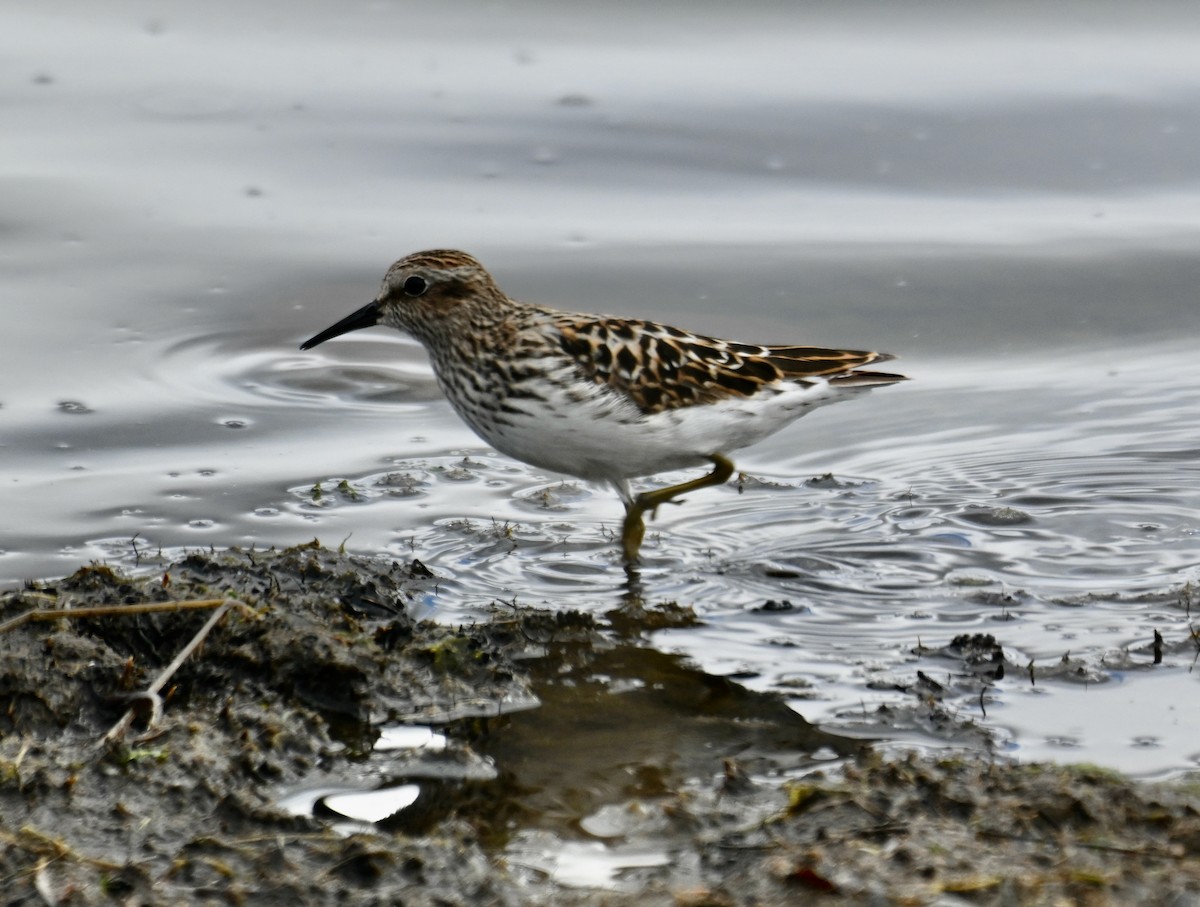 eBird Checklist - 23 Apr 2024 - Becher's Prairie & Lakes North of Hwy ...