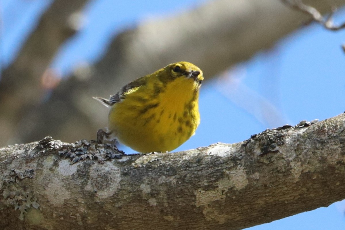 eBird Checklist - 26 Apr 2024 - Jocelyn, Ontario, CA (46.071, -83.919 ...