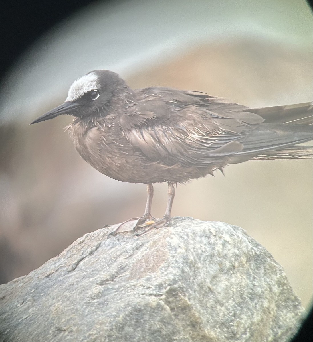 eBird Checklist - 26 Apr 2024 - Port Aransas Jetty (CTC 058) - 14 species