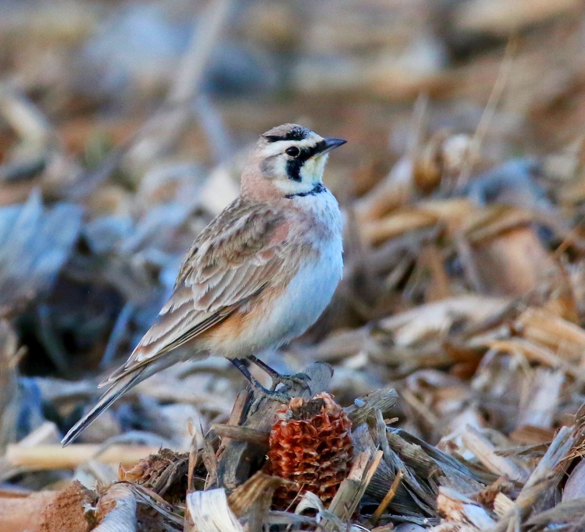 Pennsylvania Bird Atlas Checklist - 23 Apr 2024 - Frosty Hollow - 52 species