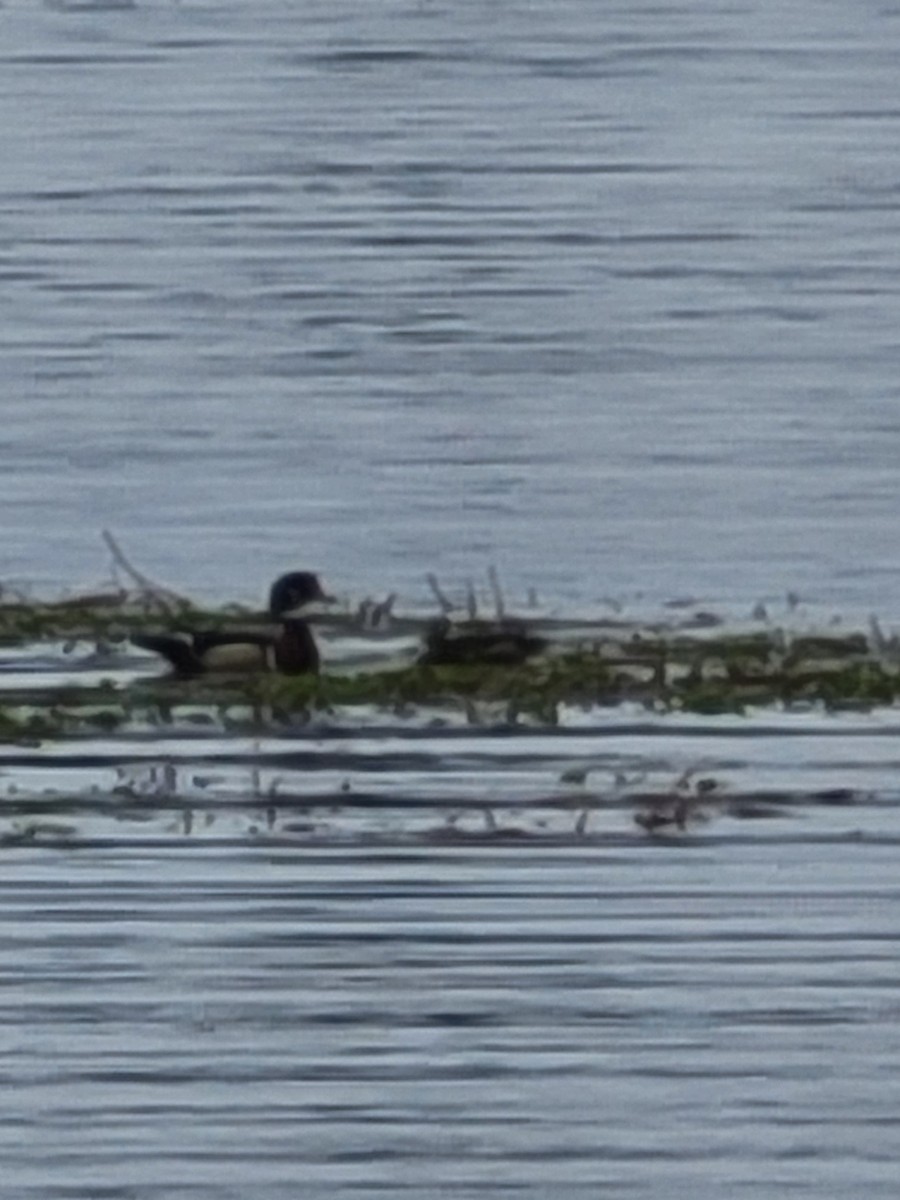 eBird Checklist - 12 Apr 2024 - Garrison Lake - 8 species