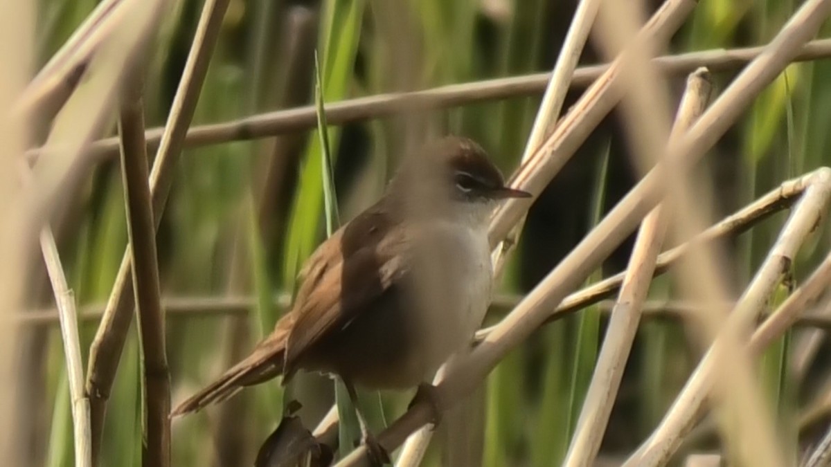 eBird Checklist - 27 Apr 2024 - Chatterley Whitfield, Staffordshire ...