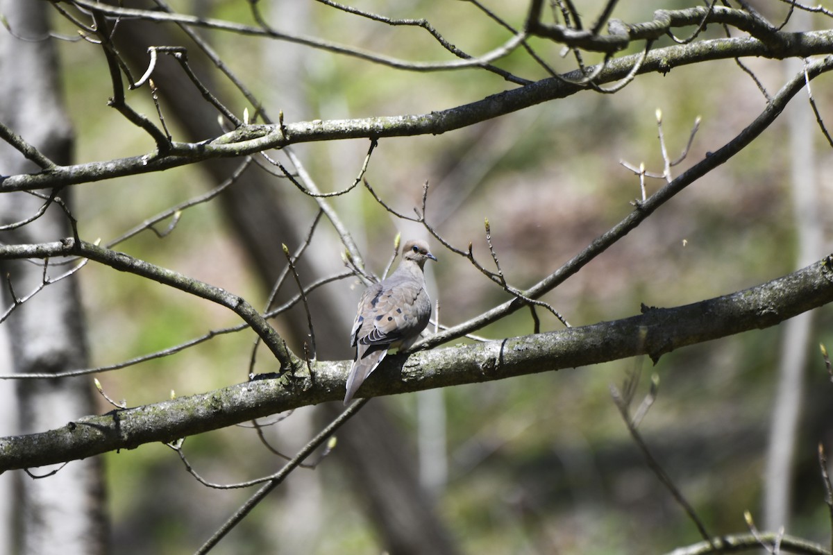 Pennsylvania Bird Atlas Checklist - 23 Apr 2024 - Westmoreland Heritage ...