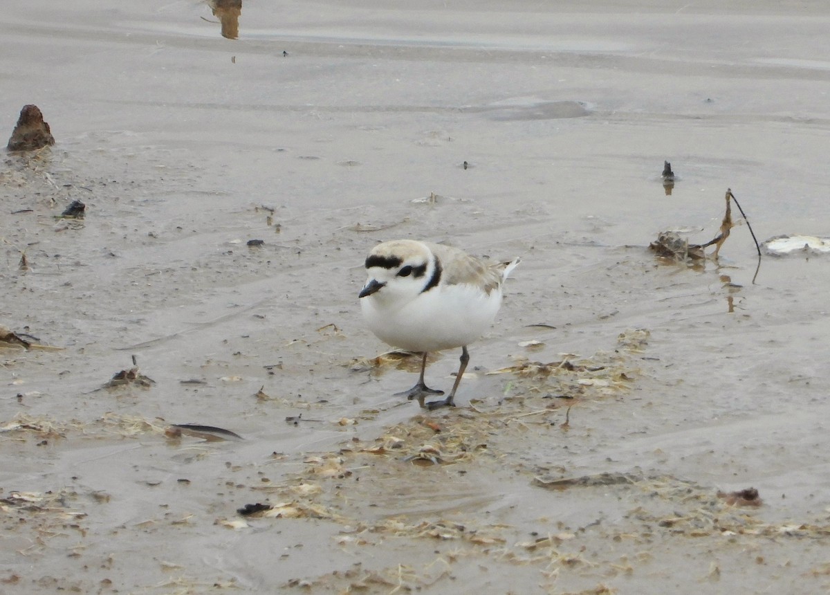 eBird Checklist - 27 Apr 2024 - Highline Lake SP - 34 species (+1 other ...