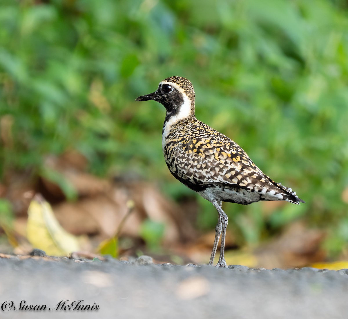 eBird Checklist - 10 Apr 2024 - Weno Island - 19 species