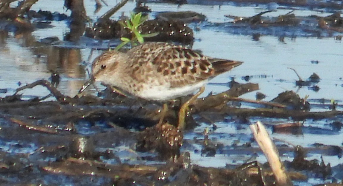 eBird Checklist - 27 Apr 2024 - Fuddle - 9 species