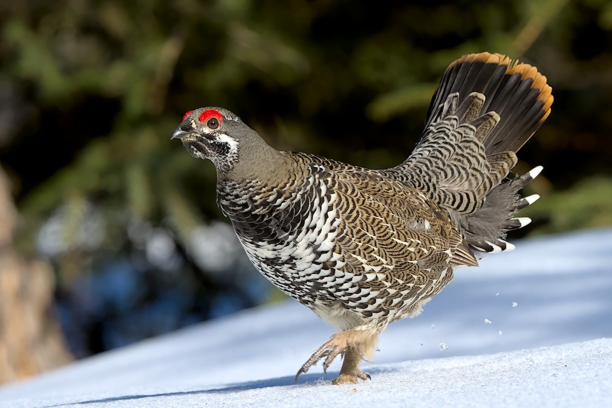 ML618049420 - Spruce Grouse - Macaulay Library